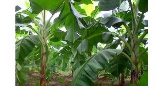 Budidaya Pisang Raja Semoga Berbuah Lebat - saung petani