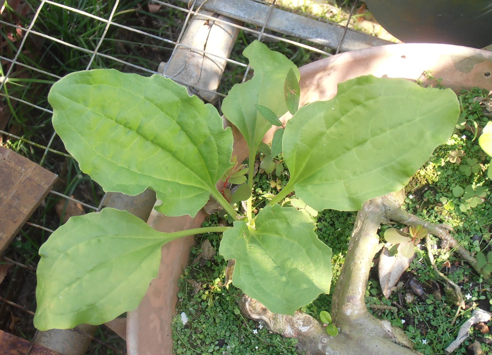 Flora de Puerto Rico Ilustrada Papo Vives: PLANTAGINACEAE -Plantago ...