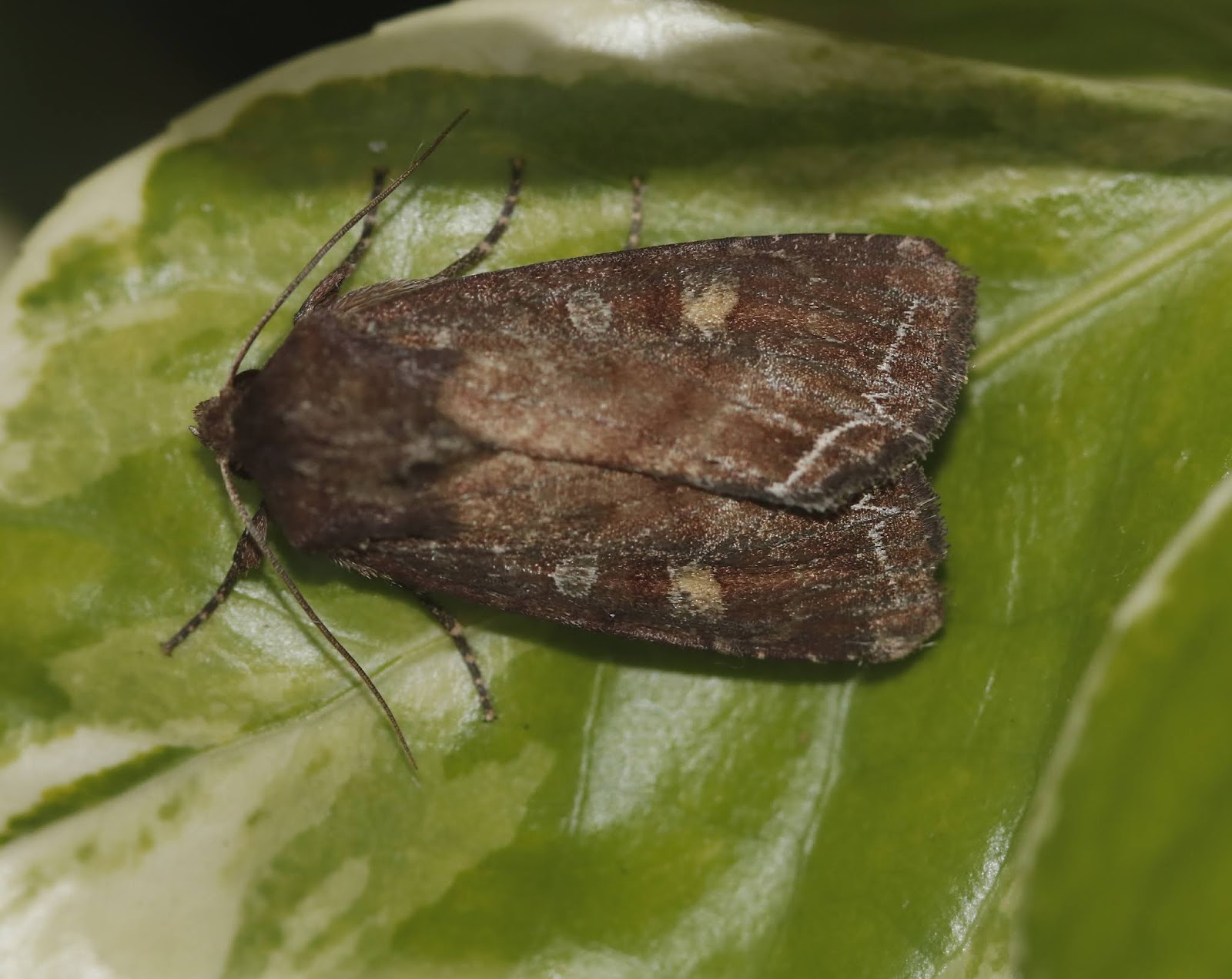 Russ's Blog: Pink Elephant in the trap...