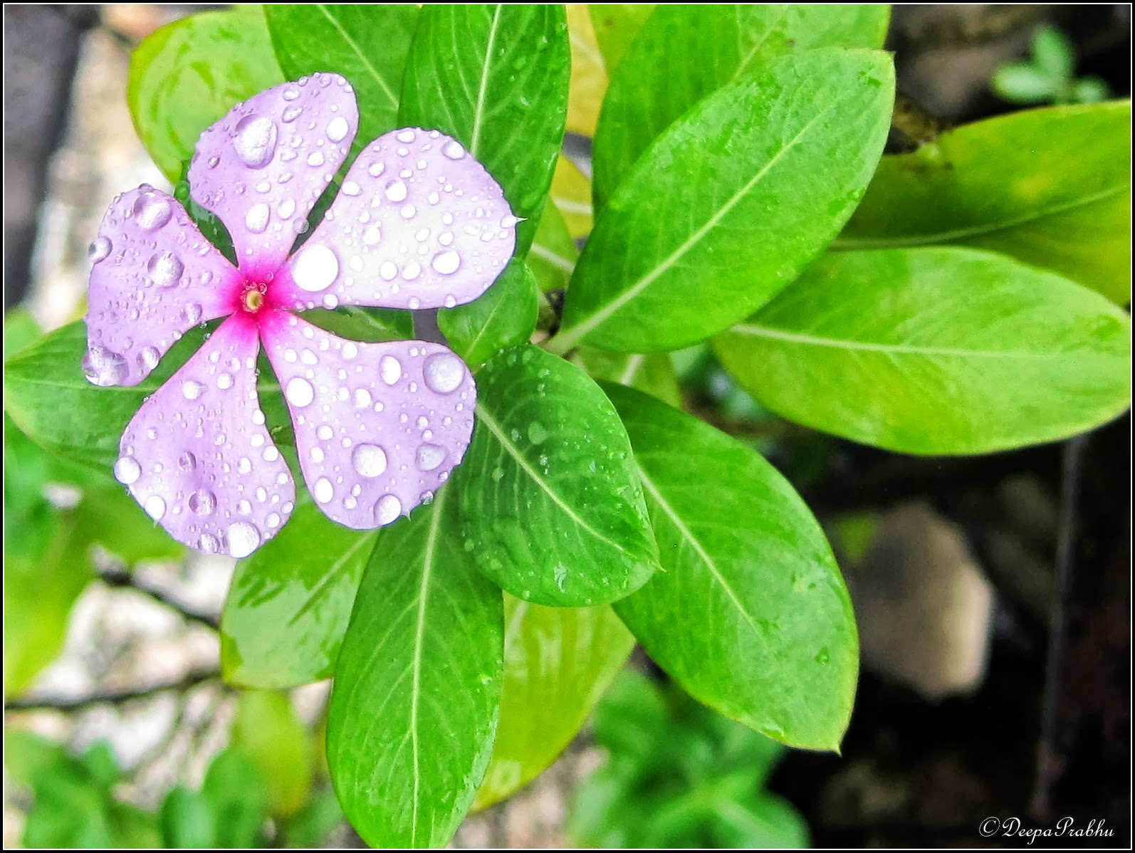 Sadaphuli / Catharanthus roseus or Madagascar periwinkle - Random ...