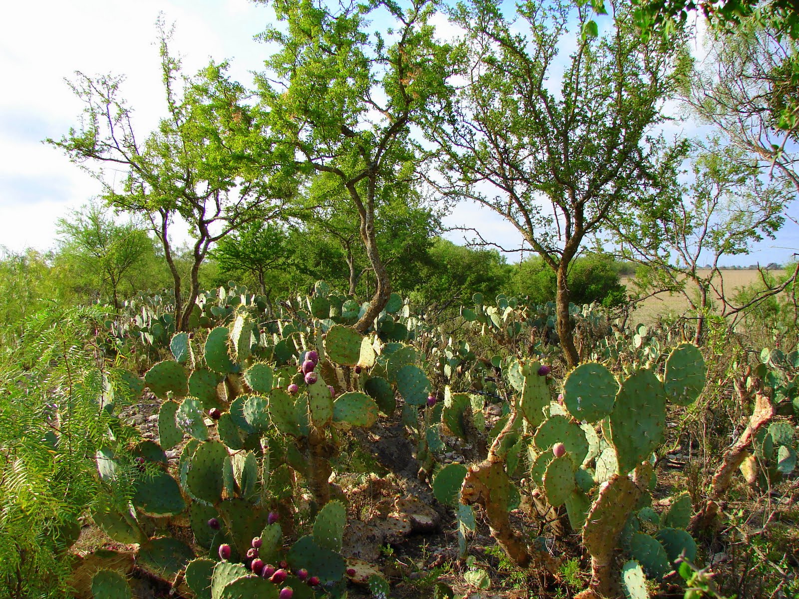 Texas-to-Mexico: Homemade Prickly Pear Sauce, Minus a few Stickers!