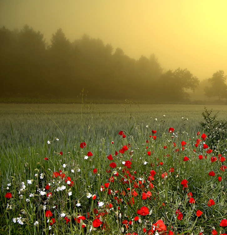 Esprit Critique & Pensée Libre: Douceur Matinale