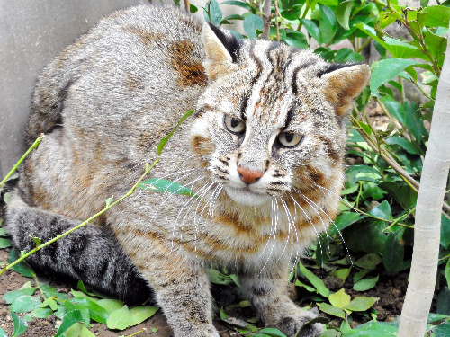 Gàidhlig ann an Iapan: Tsushima Leopard Cat air a Spàg a Chailleadh