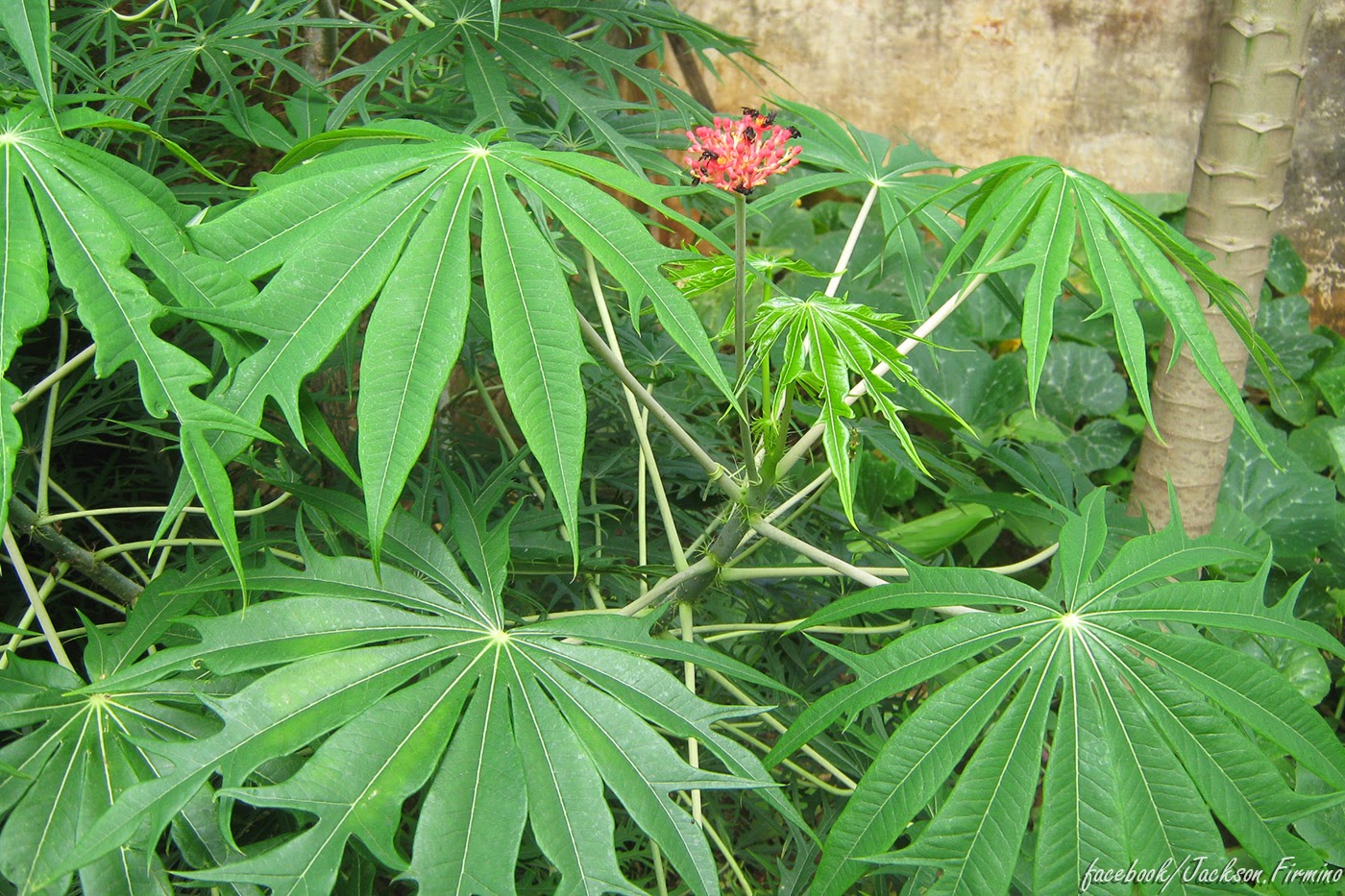 Predador de Imagens: MERTIOLATE - Jatropha multifida