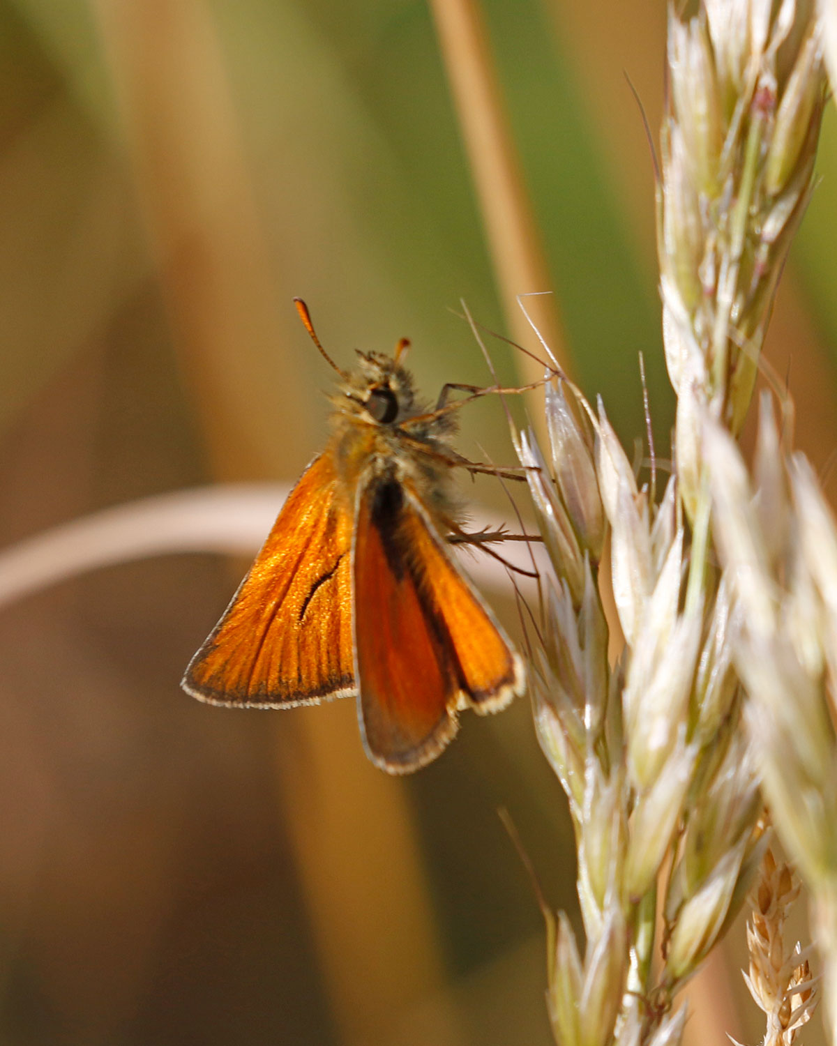 Away From Four Marks: 23rd June - Monks Walk, Gosport and Whiteley ...