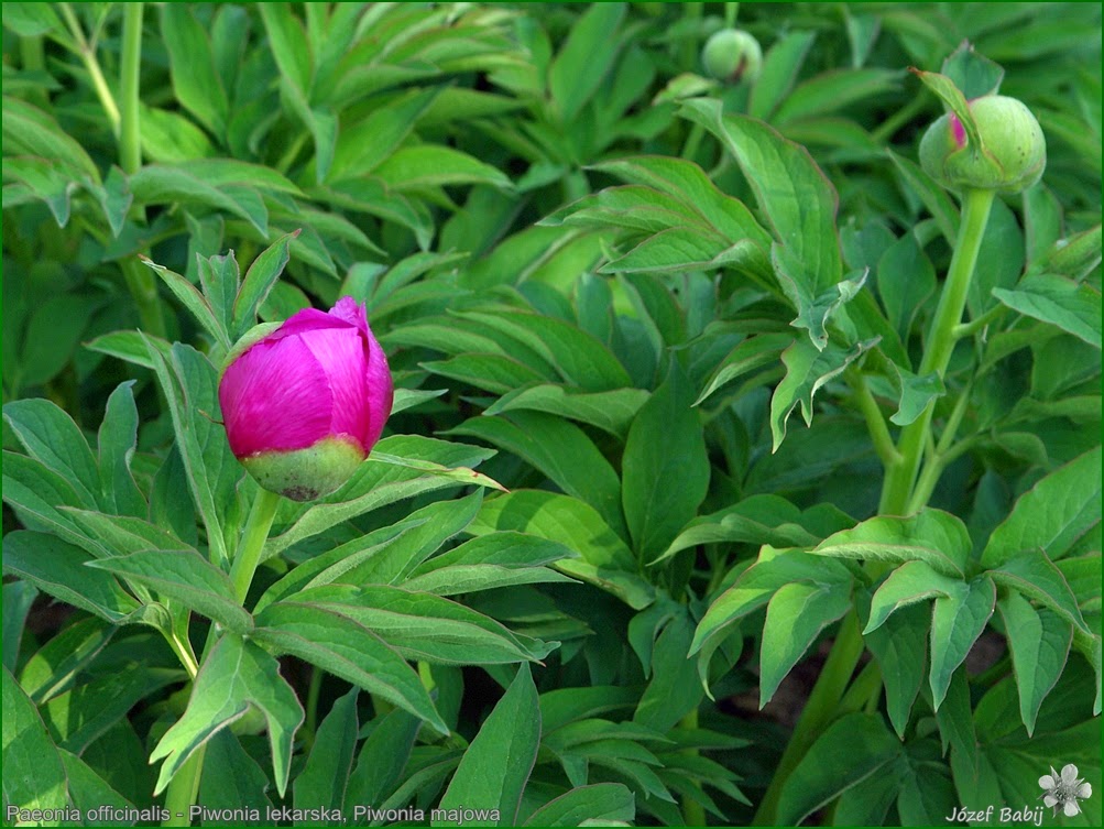 Plant Gallery - Encyklopedia Roślin: Paeonia officinalis - Piwonia ...