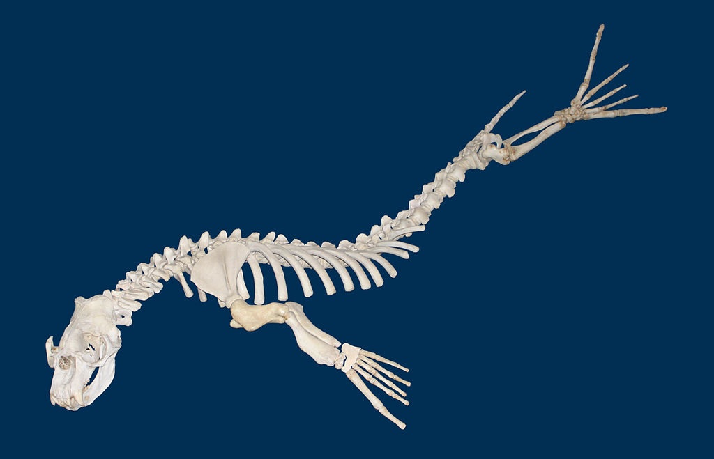 Real Mermaid Sightings: June 2017