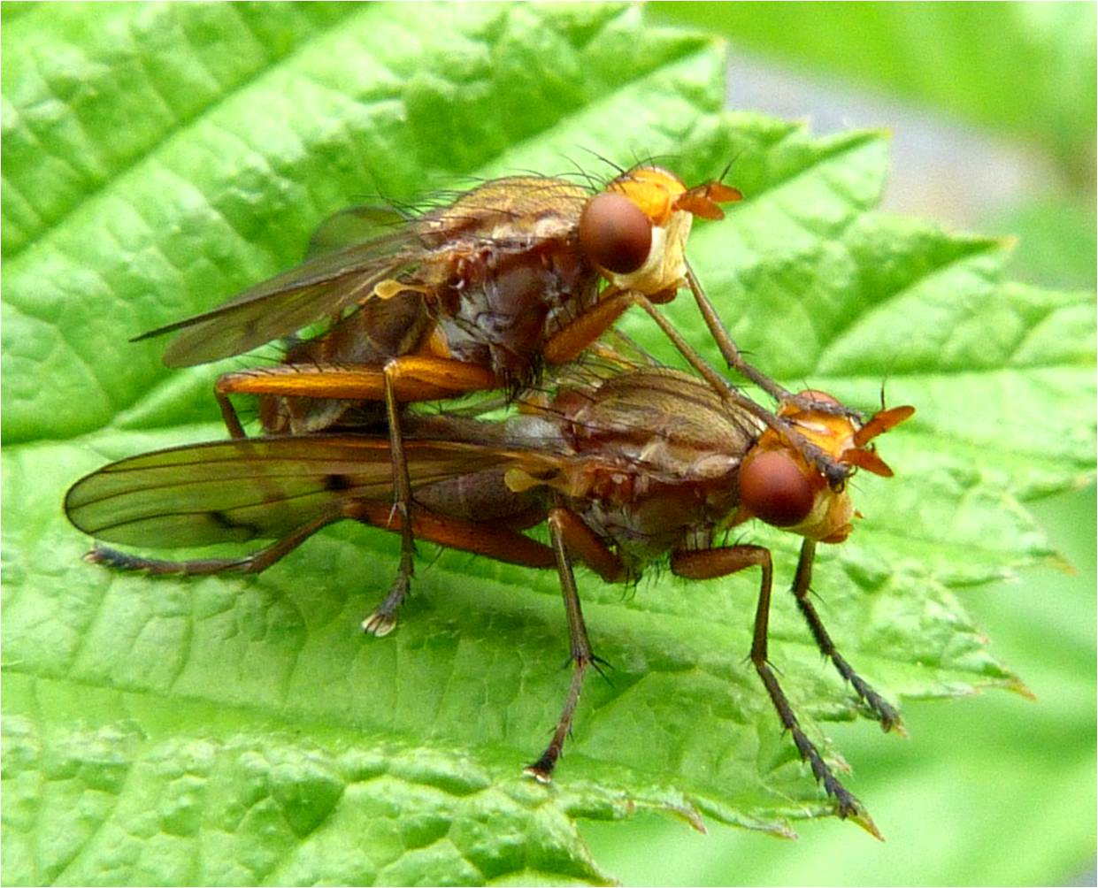 Insects of Scotland: Other Flies/Picture-wing Flies