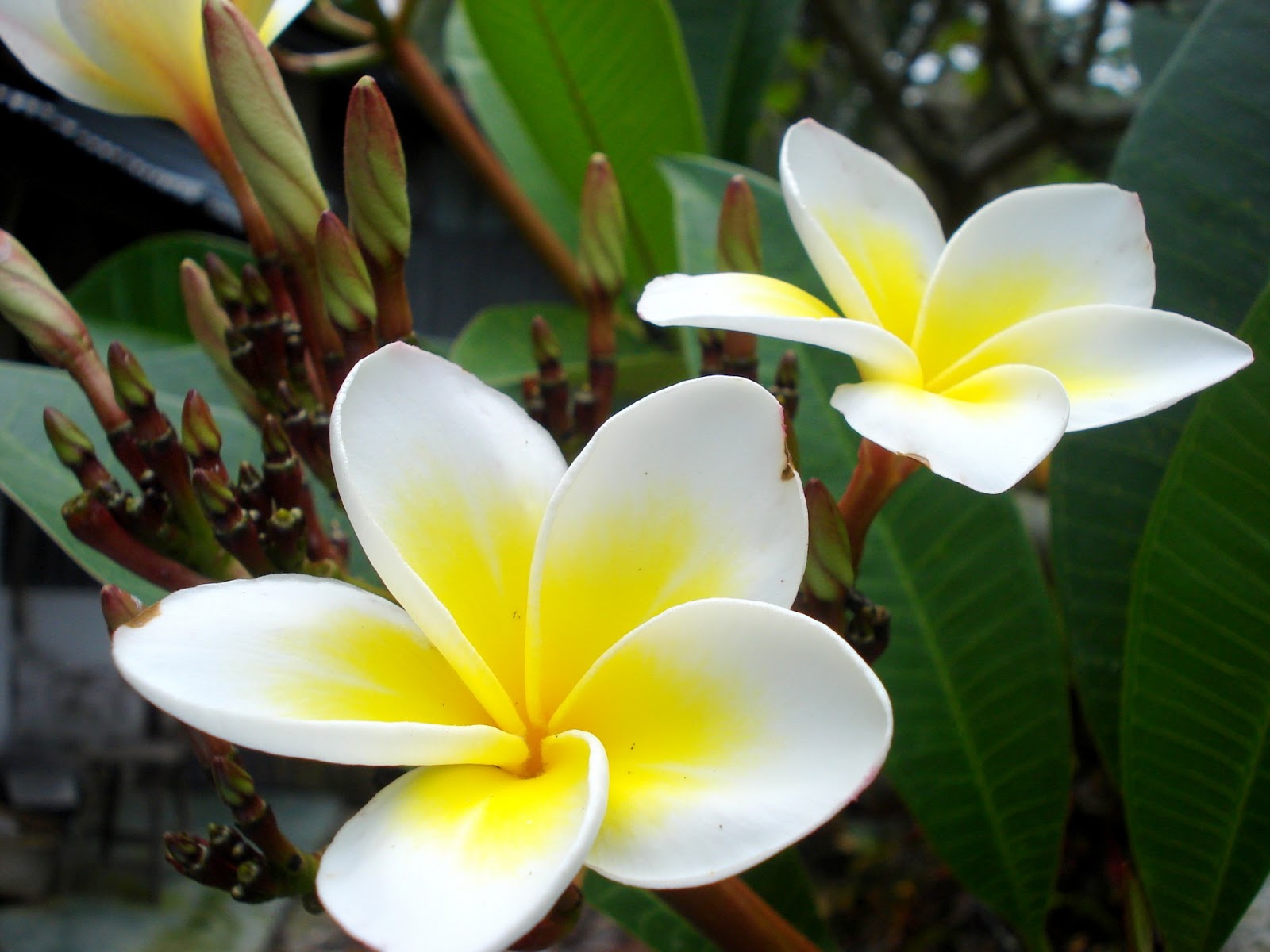 Kecantikan Bunga Di Desa - Koleksi 3 - Relaks Minda