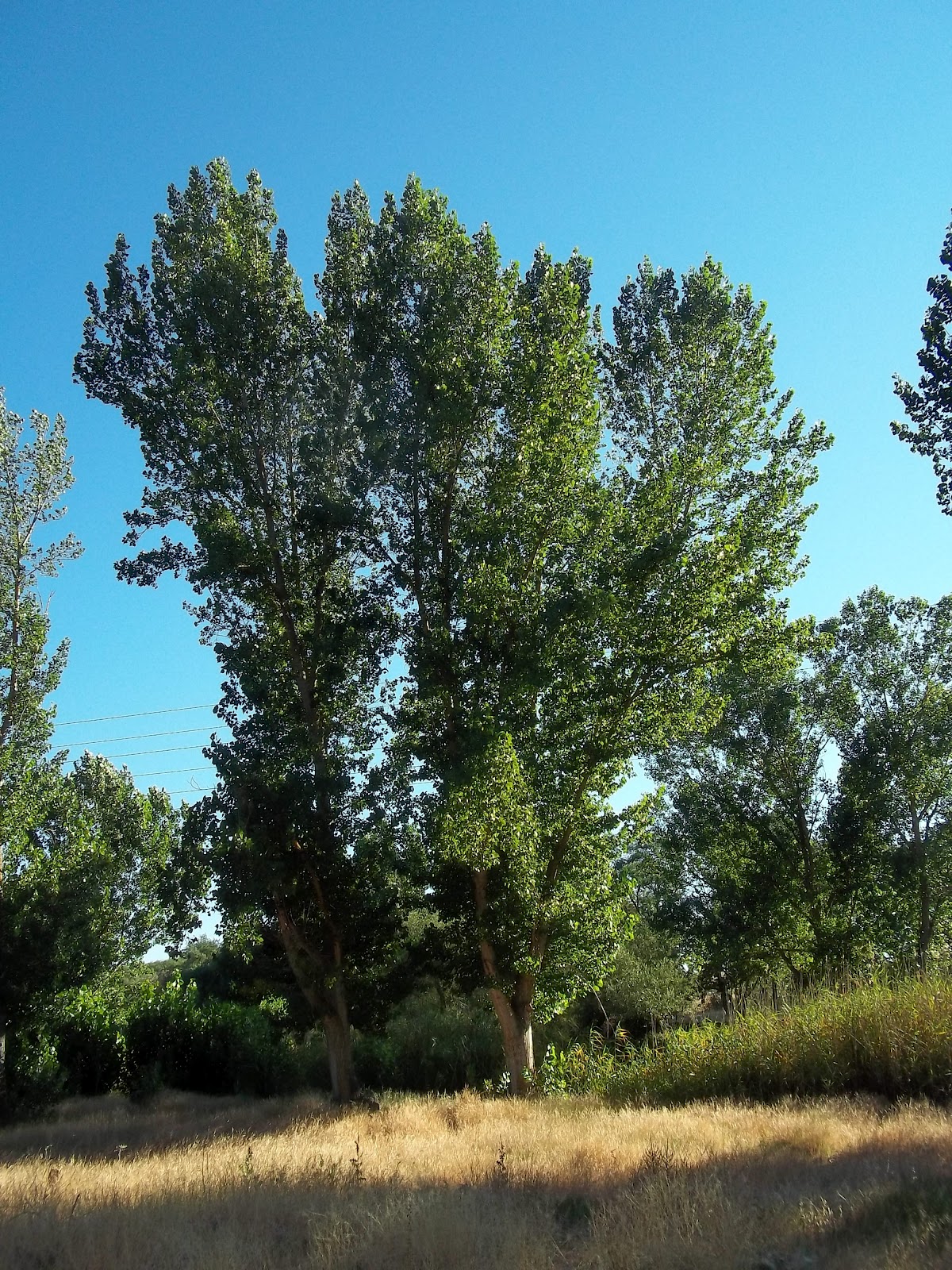 Flora y Fauna en La Sagra: Álamo negro, chopo - Populus nigra