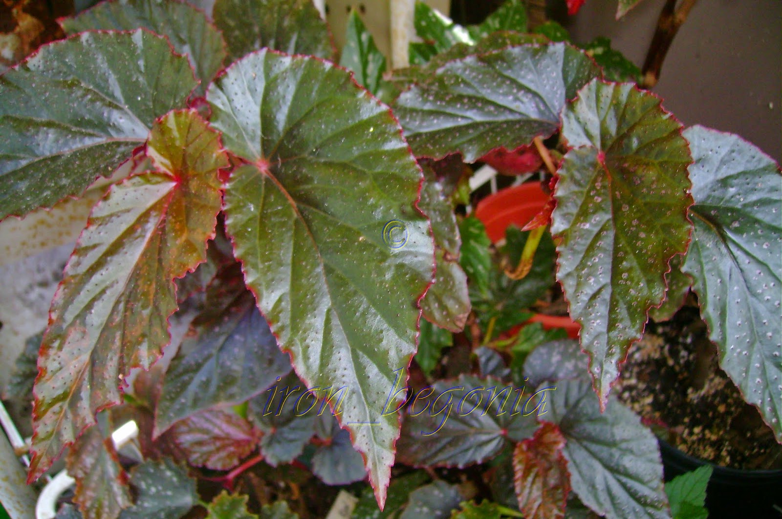 Всё о бегониях и не только...: Begonia 'Arabian Sunset' ('Аравийский ...