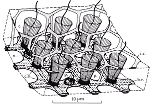The Invertebrate: What are Sponges? What are Glass Sponges ...