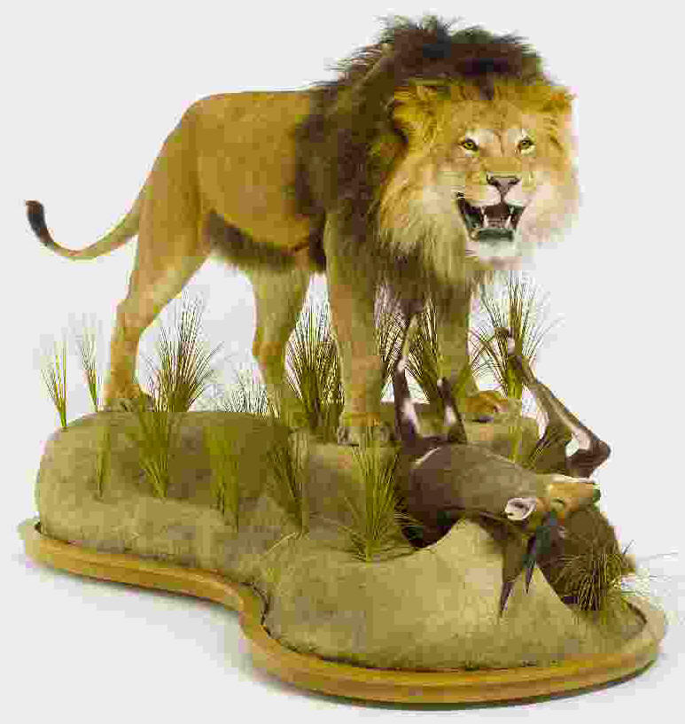 Bad Lions: A Guide to Lion Taxidermy