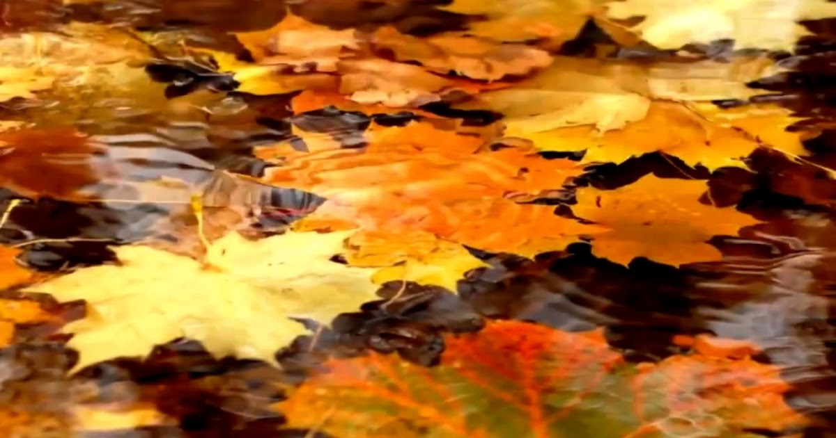 Autumn Leaf Under The Rain | Desktop Wallpapers