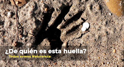 Aguará Popé "Osito lavador"