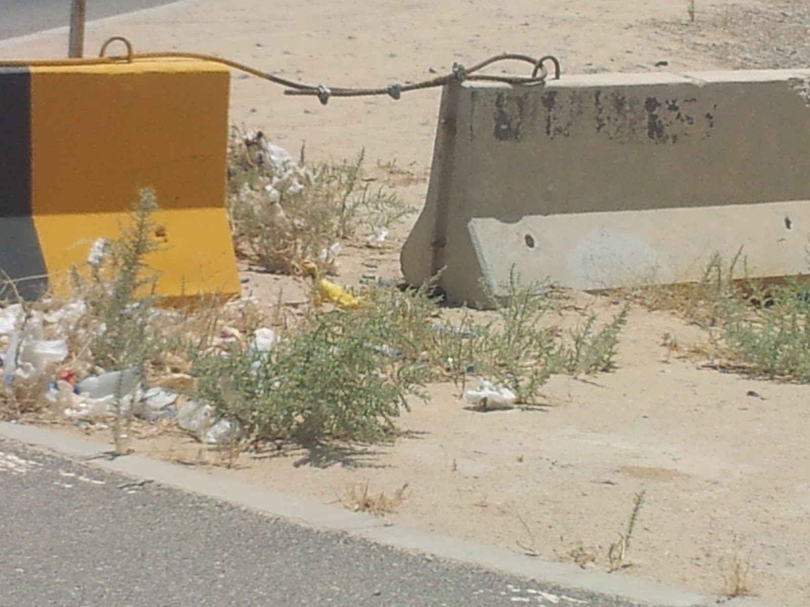 Lizard of Kuwait | Life in Kuwait