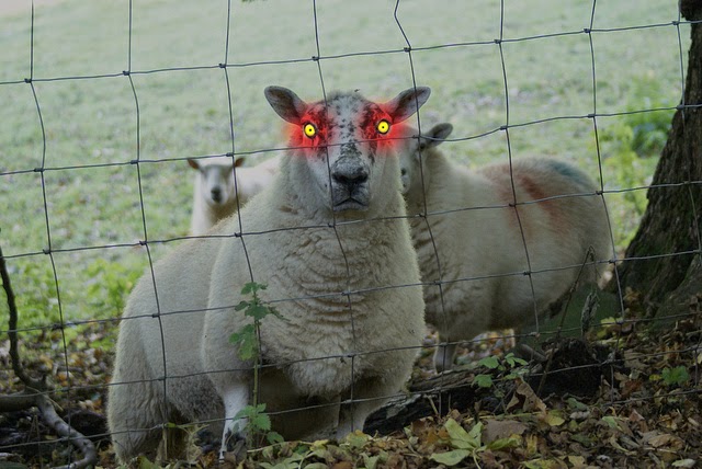 Instasheep: secuestrar cuentas de Instagram en una red Wi-Fi