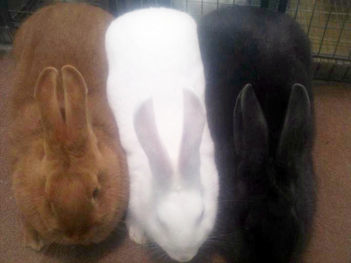 Welcome To The Rabbit Geek!: Red American Rabbit