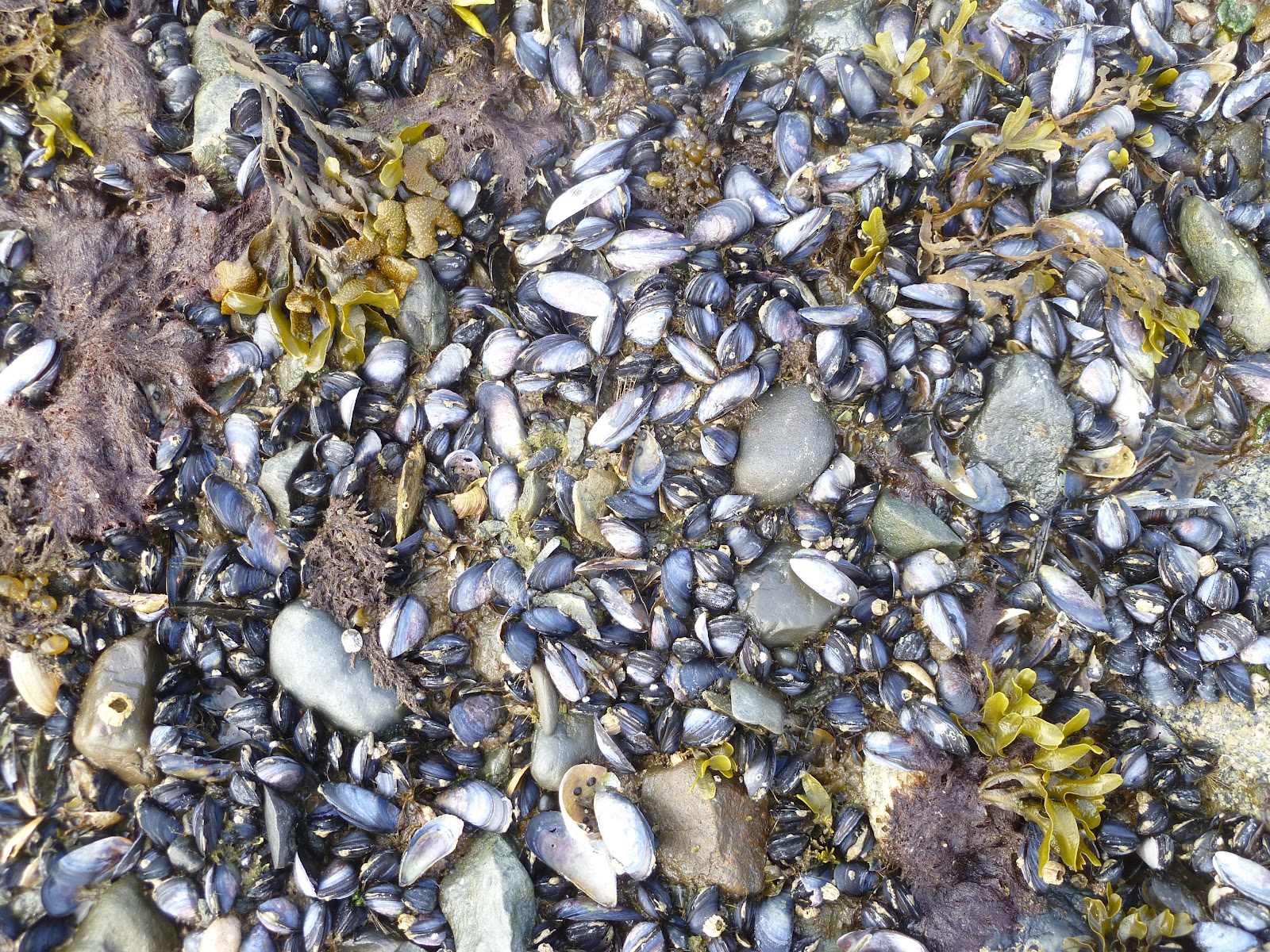 Seattle Stair & Design: Seattle Stair and The Last Frontier