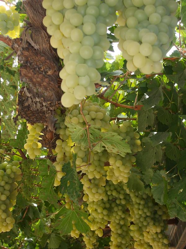 Una flor en mi jardín: Parra de uvas