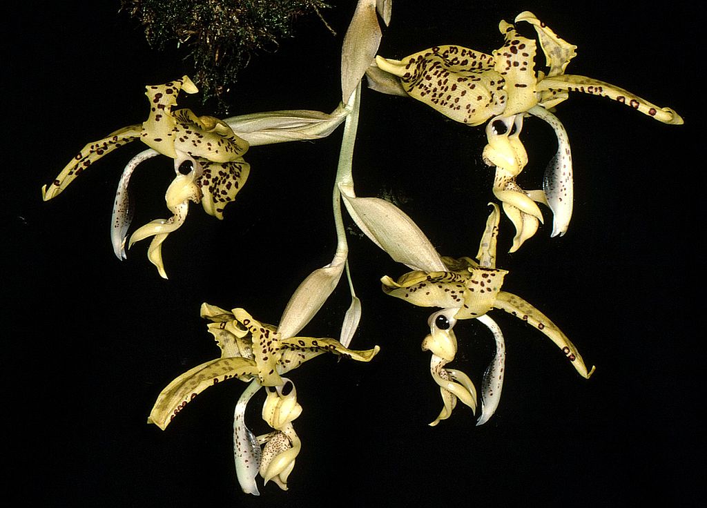 Stanhopea costaricensis care and culture | Travaldo's blog