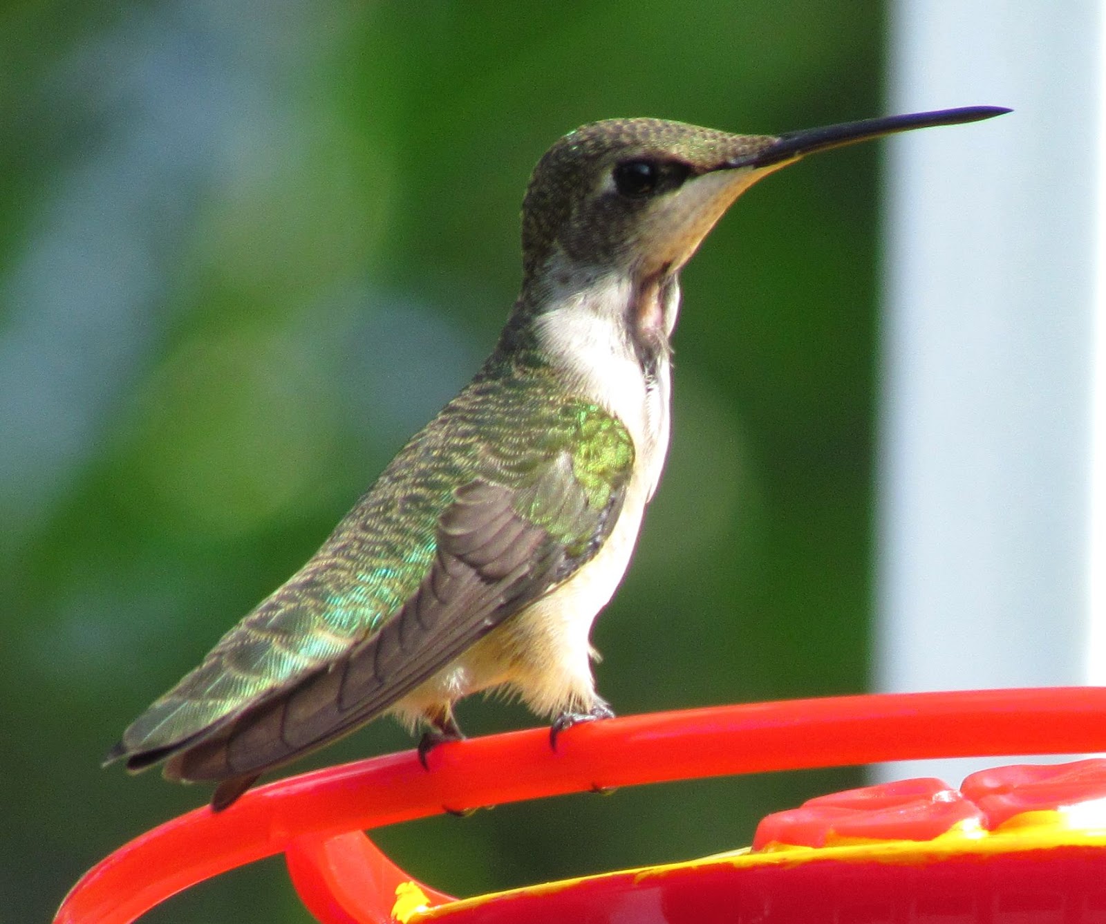Tim's Backyard: Rufous & Ruby-throated Hummingbirds!