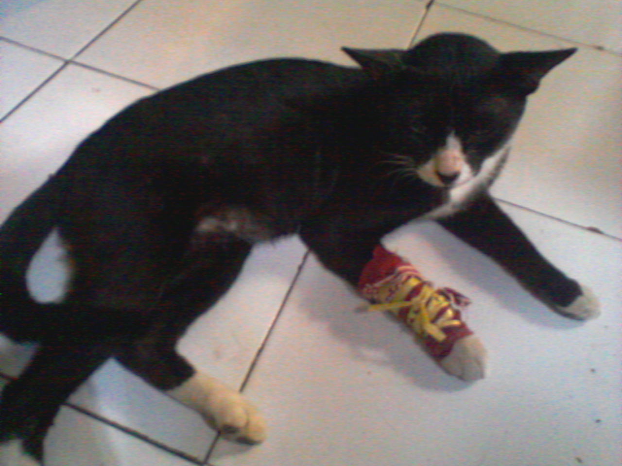 Cara Mengobati Kaki Kucing Yang Patah / Keseleo Dalam Waktu Tiga Hari ...