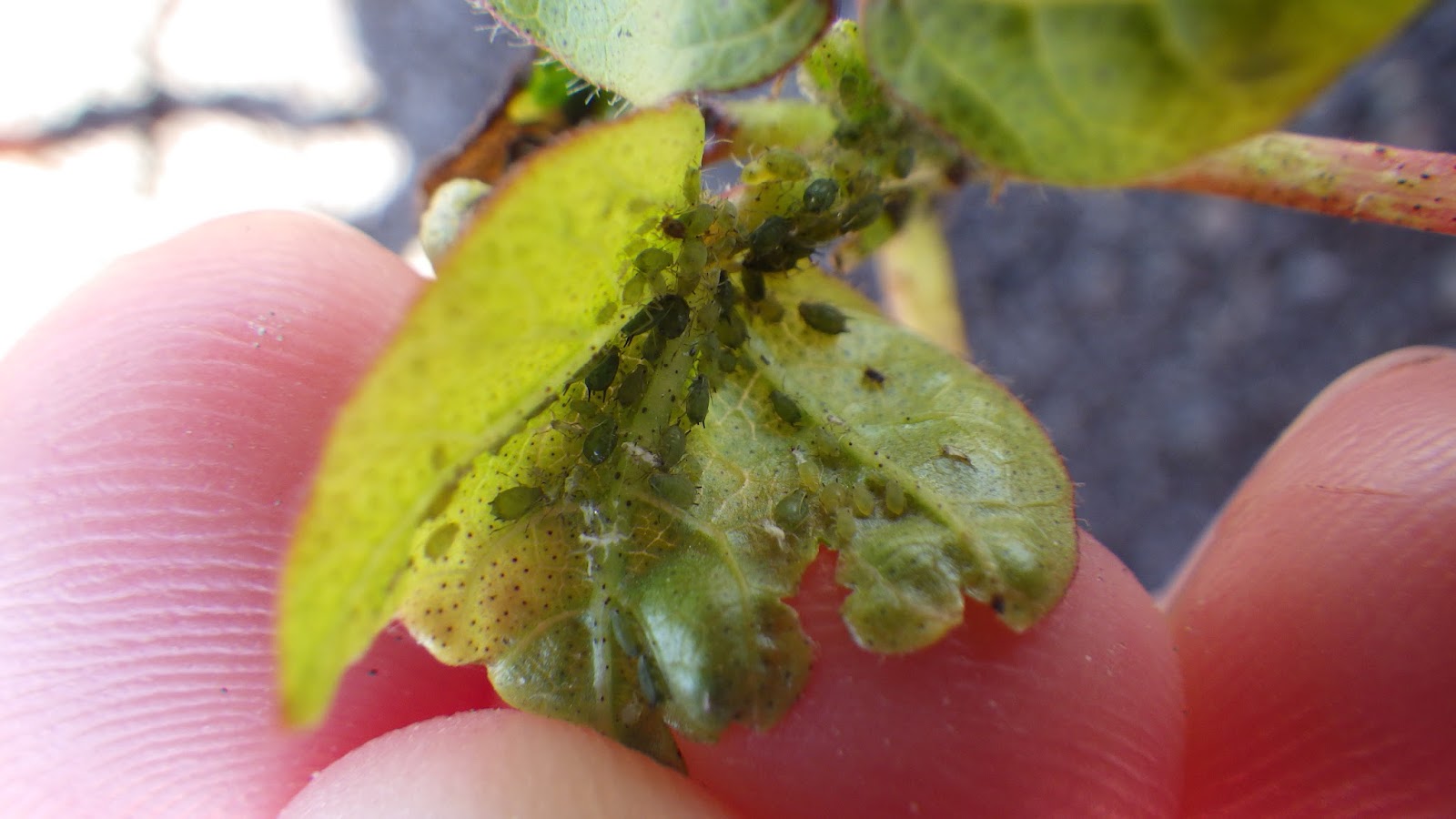 Upper Coast IPM: Aphids and Thrips