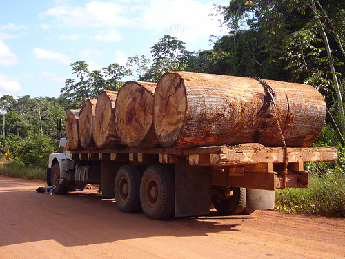CIFOR: La extracción de madera en los bosques de castaña de la Amazonia ...