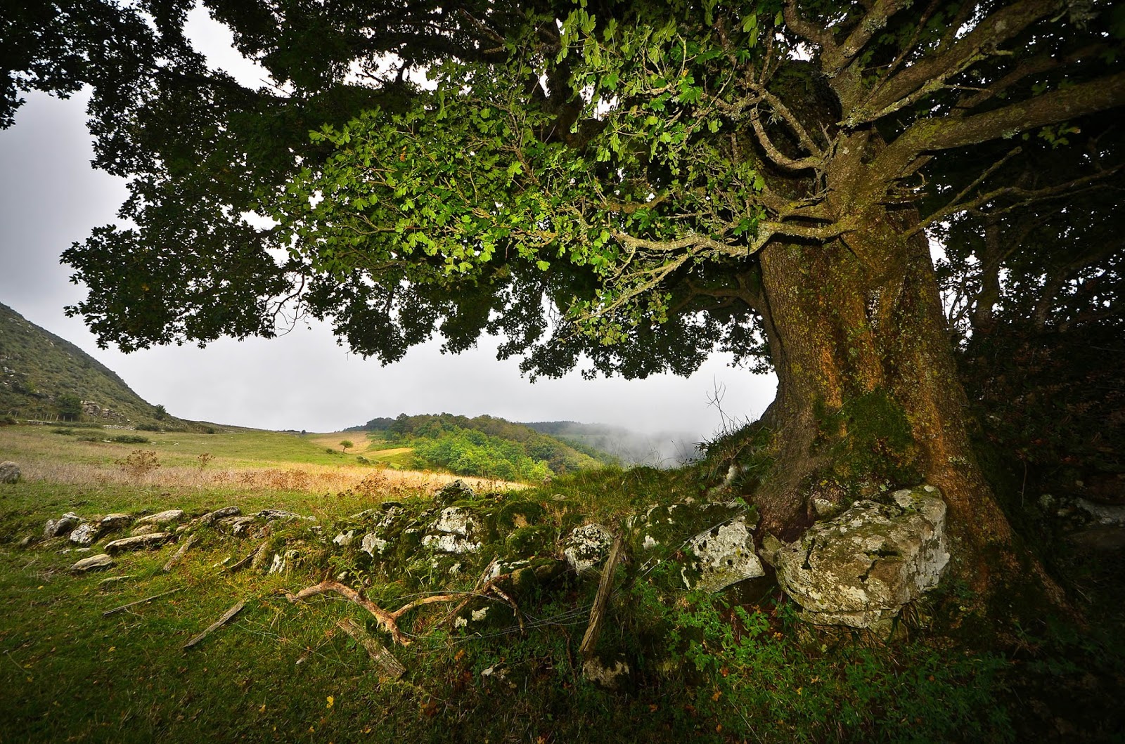 Il Rifugio degli Elfi: La Grande Quercia