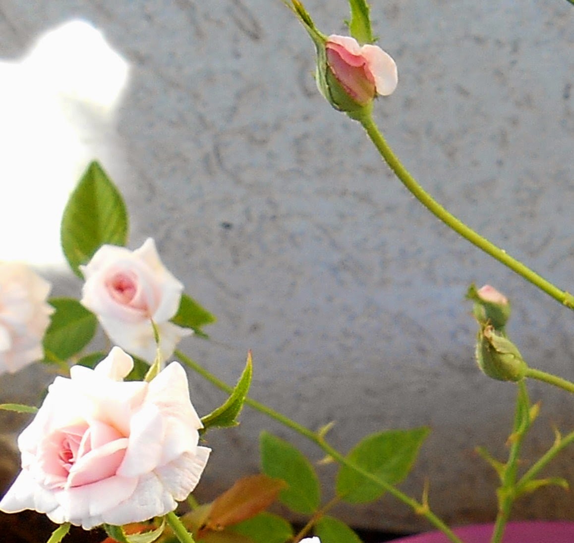 A Kitchen Garden in Kihei Maui: Growing Roses in Kihei