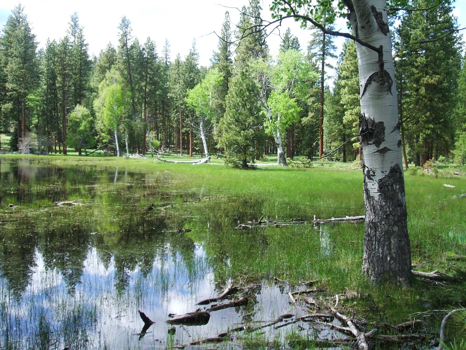 Beauty Naneum Ridge State Forest Wallpaper | Wallpaper ME