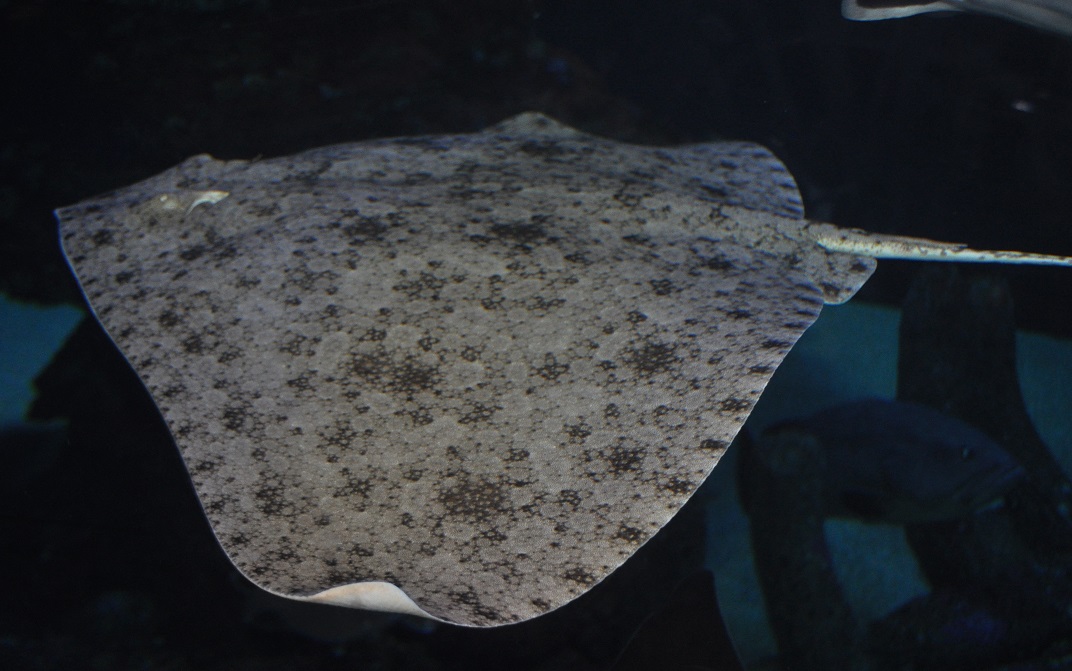 ZOOTOGRAFIANDO (6.100 ANIMALS): RAYA MARIPOSA / SPINY BUTTERFLY RAY ...