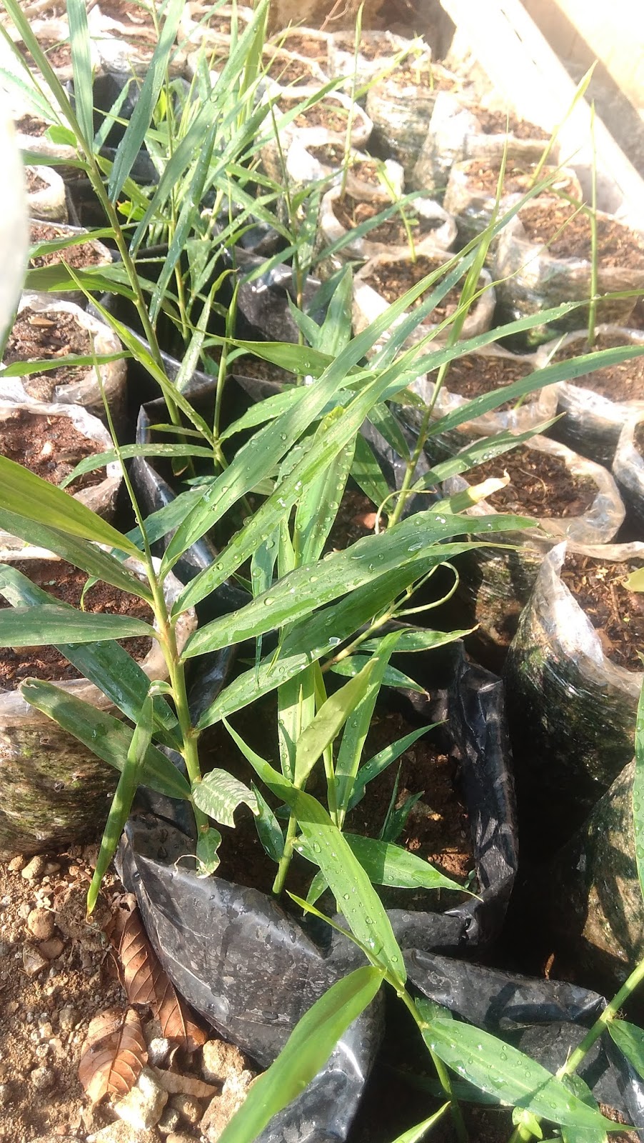 ETNIK_amor: CARA Pembibitan Tanaman Jahe Merah