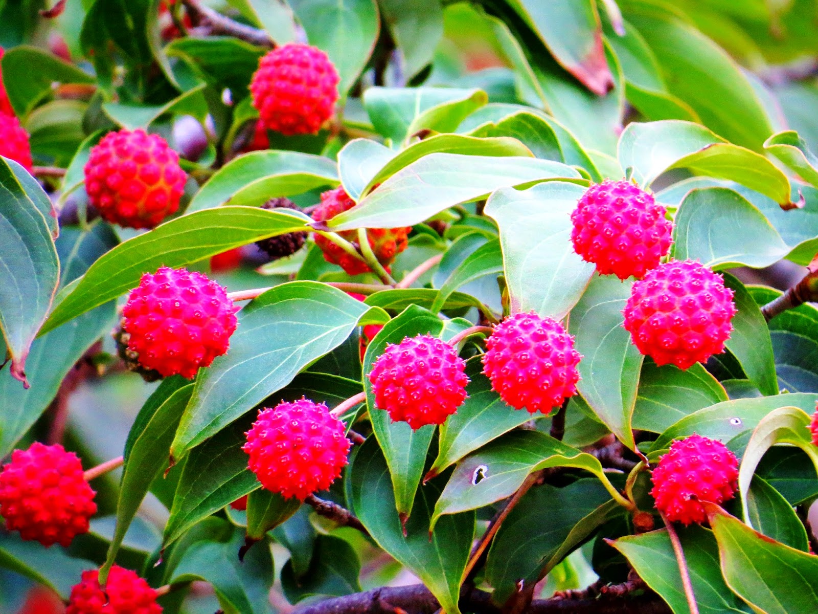 Let Your Light Shine: The Answer