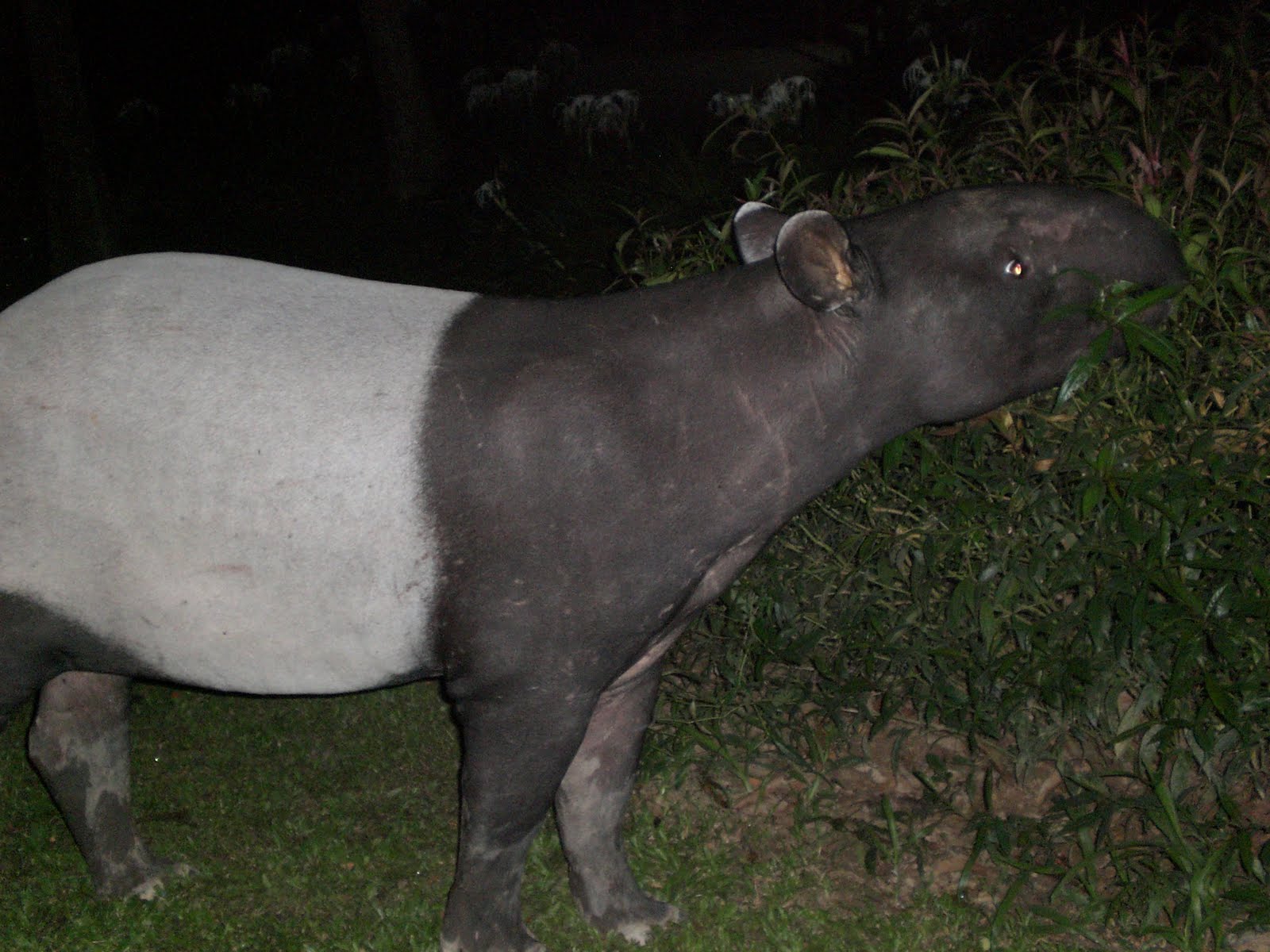 BIRD GROUP TAMAN NEGARA: Malayan Tapir at Taman Negara, Pahang