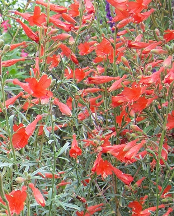 The 2 Minute Gardener: Photo - California Fuchsia (Epilobium canum)