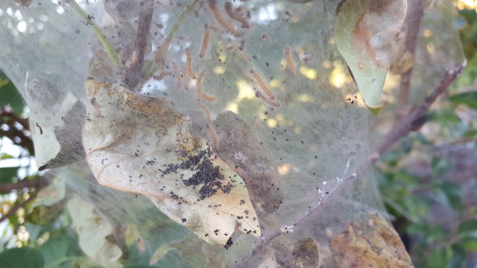 WSDA AgBriefs: Fall Webworms Spinning Their Webs