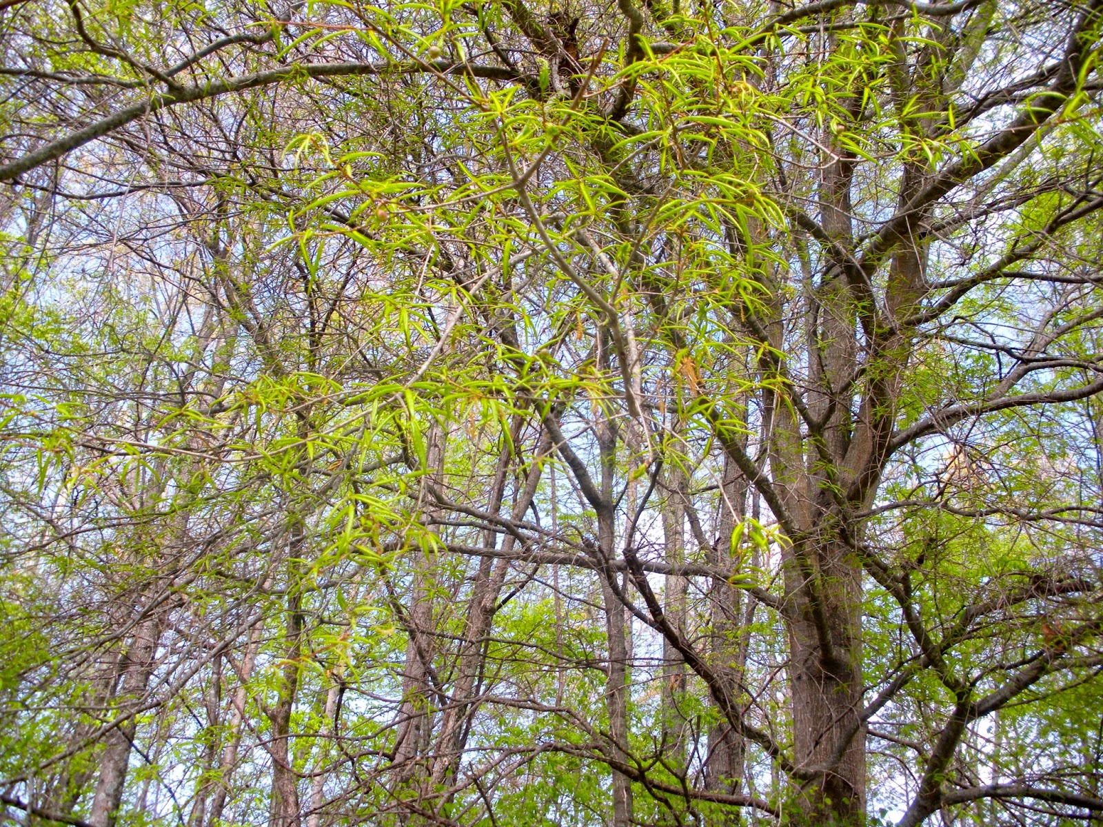 Memphis Trees: A walk in the Greentrees neighborhood to Holmes Park and ...