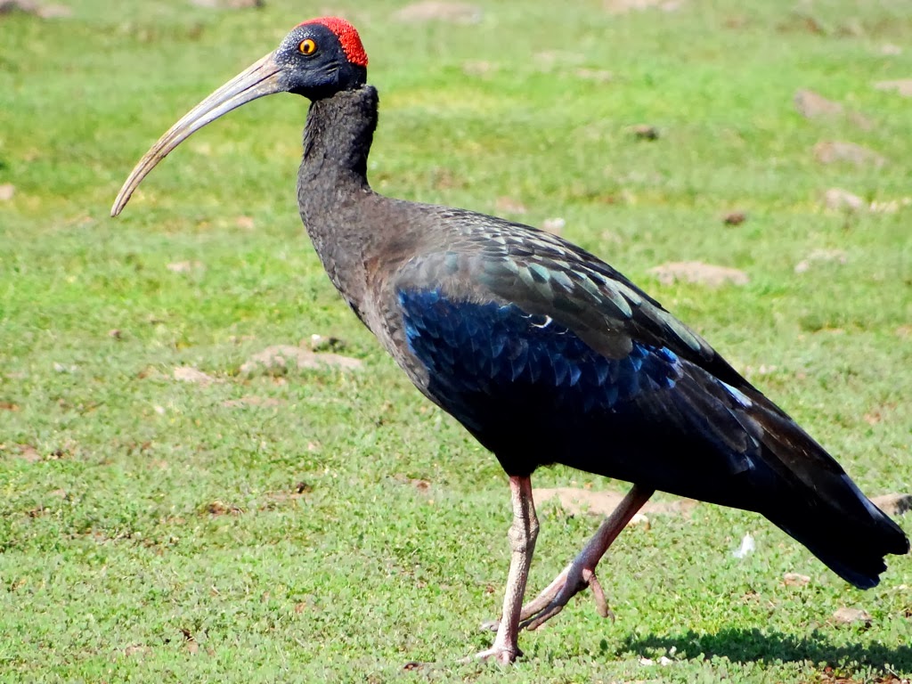 Red naped Ibis or Black Ibis (Pseudibis papillosa Temminck) near ...