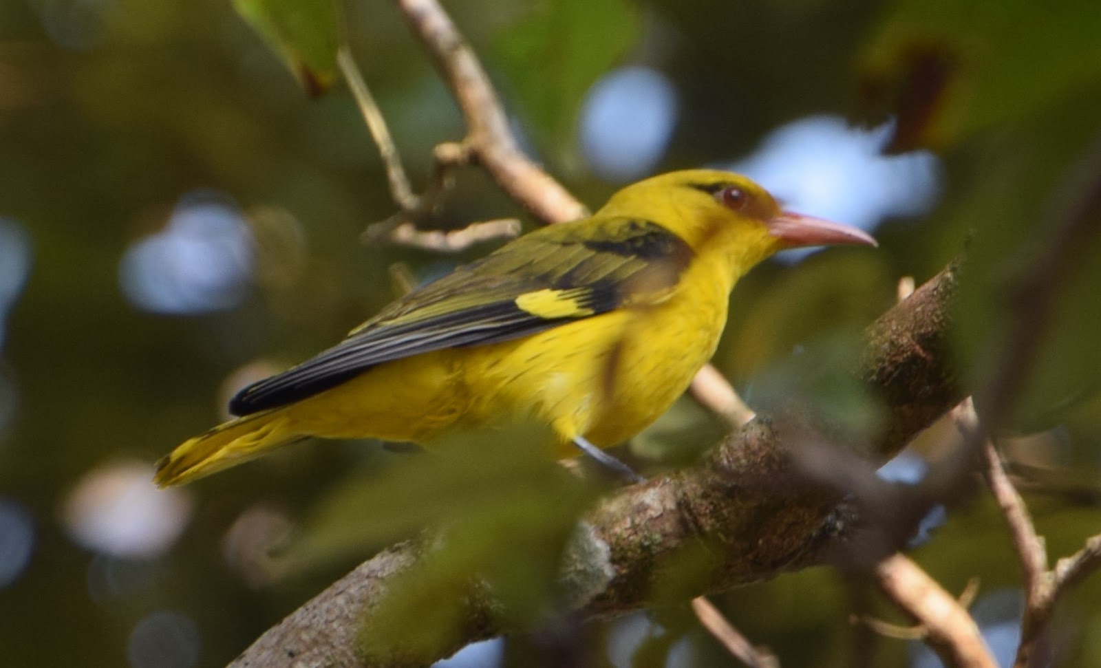 Friendly Neighbourhood Birders: 33. Birds of Ganeshgudi and Dandeli