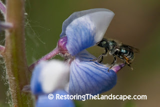 Restoring The Landscape With Native Plants: Another New Native Bee ...