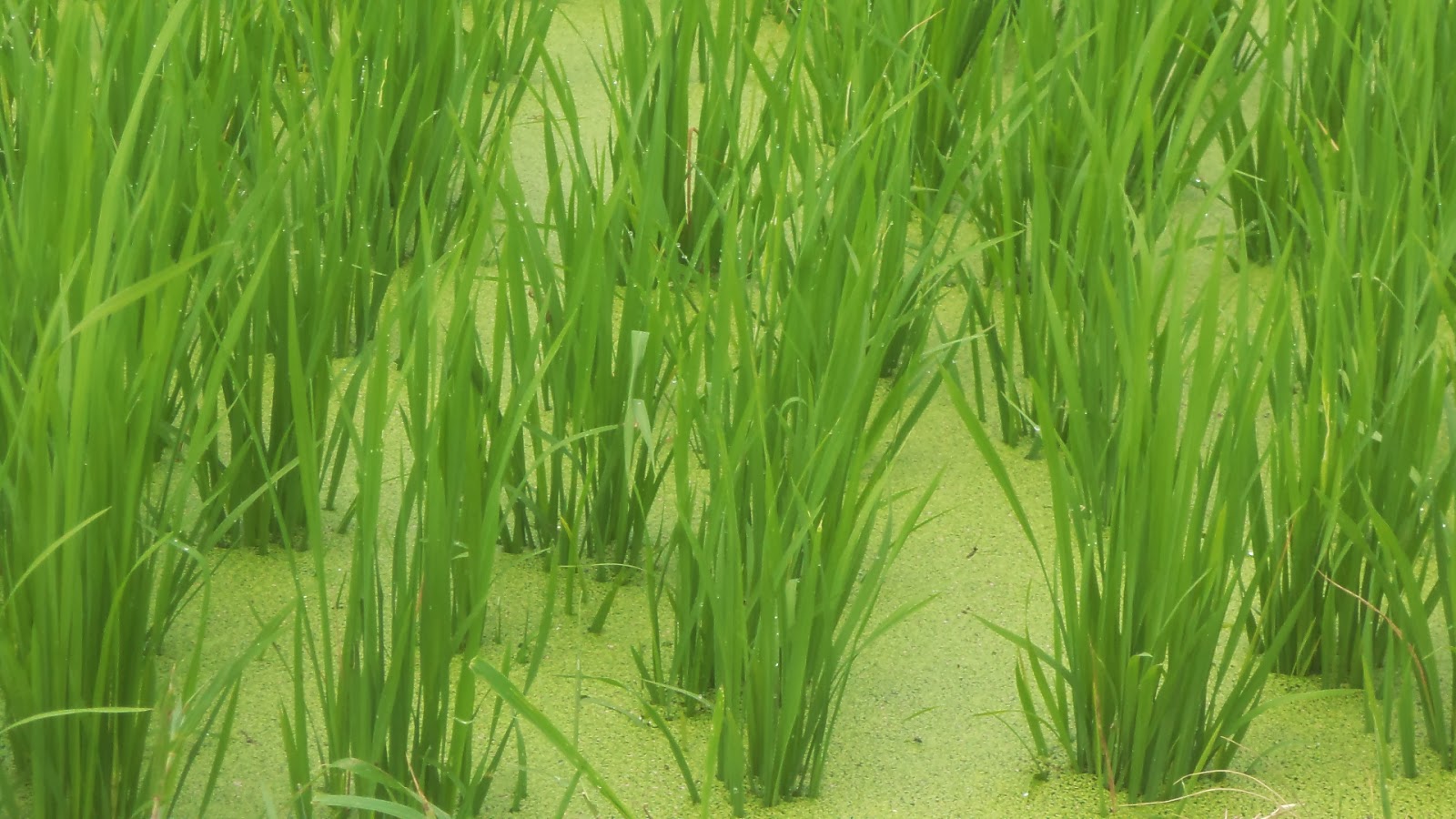 Pictures: PADDY PLANTING