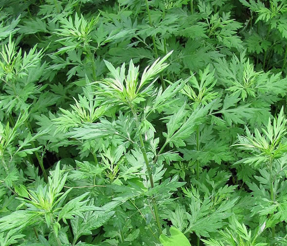 About Health: Mugwort