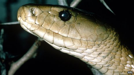 Biogil: SERPENTE AFRICANA MAMBA NEGRA, SEU VENENO PRODUZ "MELHOR ...