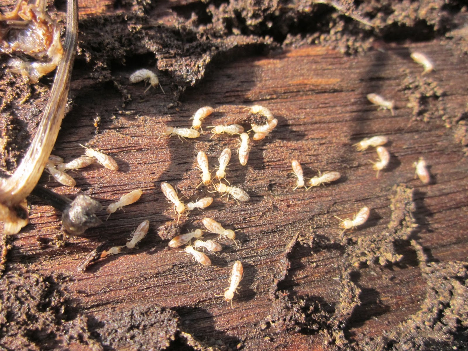 Biodiversity of Cyprus by NGO Protection of the Natural Heritage and ...