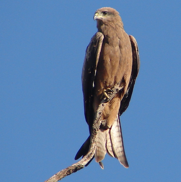 Snap Happy Birding: Black Kite