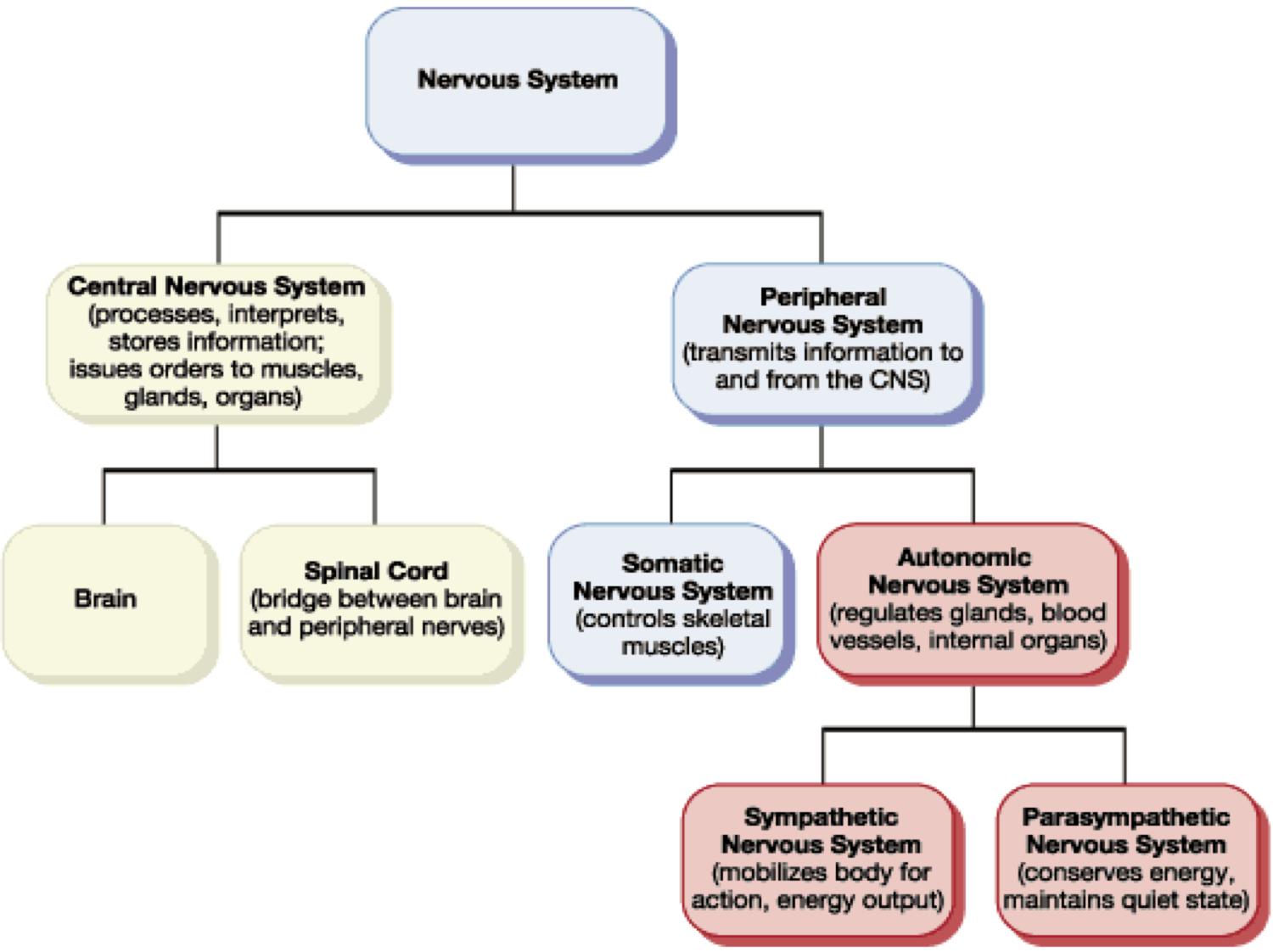 Traditional Chinese Medicine Study Notes : Anatomy- Peripheral Nervous ...