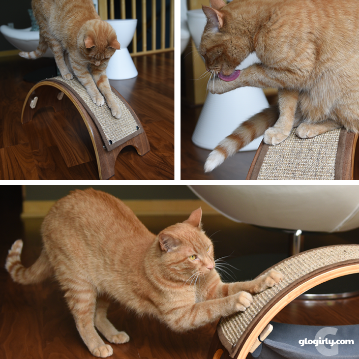 GLOGIRLY: Katie & Waffles Test Drive the New QuickSnap™ Cat Scratcher