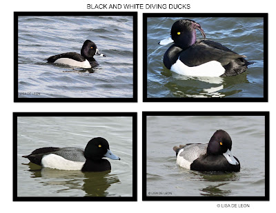 Birding with Lisa de Leon: Black and White Diving Ducks - Bay Ducks